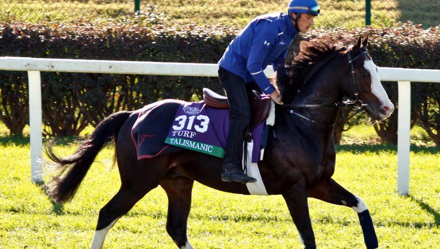 Much-loved Talismanic is retired from racing | Godolphin